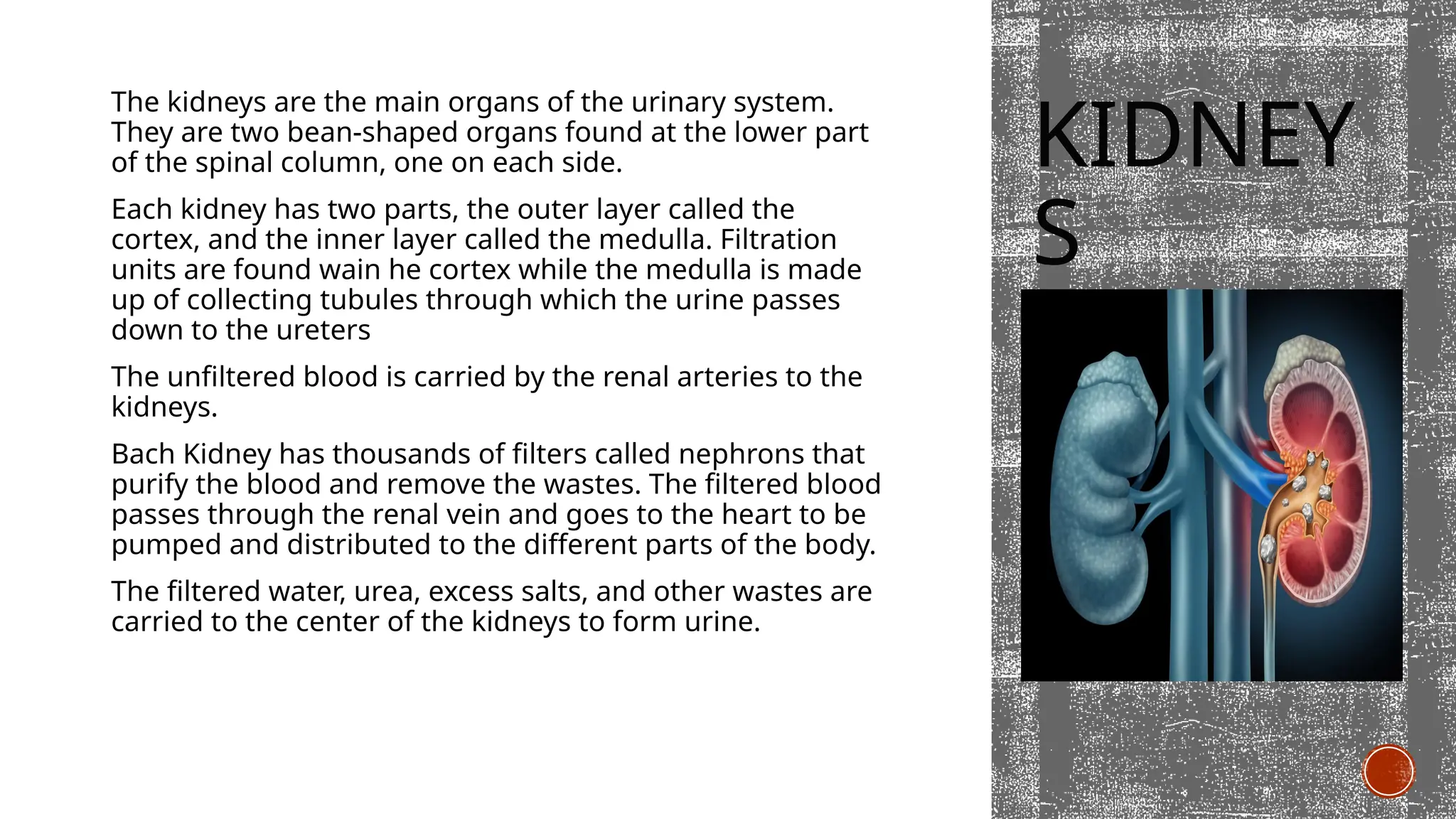 Q2-WEEK21-Urinary system lesson presentation.pptx