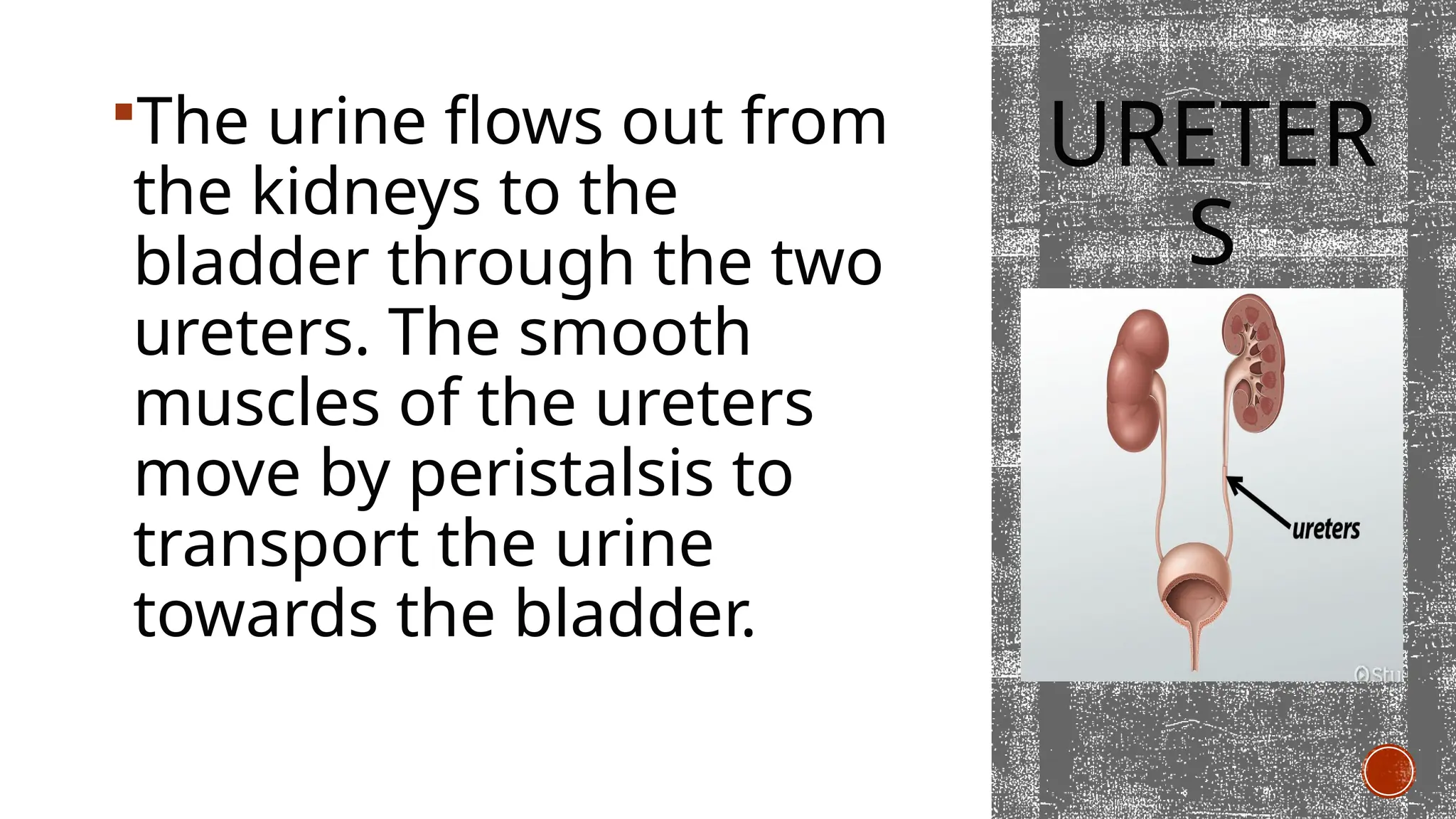 Q2-WEEK21-Urinary system lesson presentation.pptx