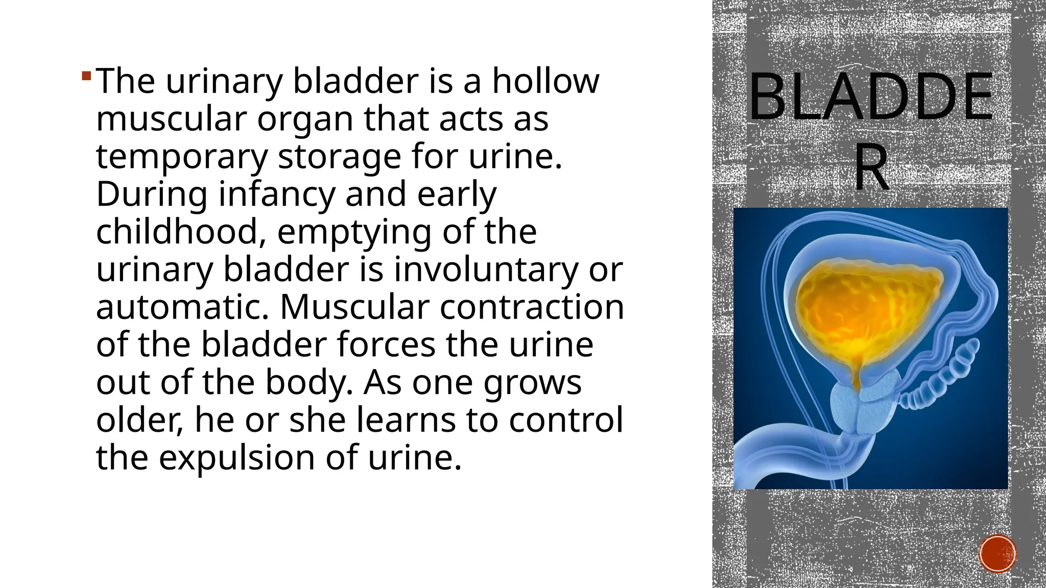 Q2-WEEK21-Urinary system lesson presentation.pptx