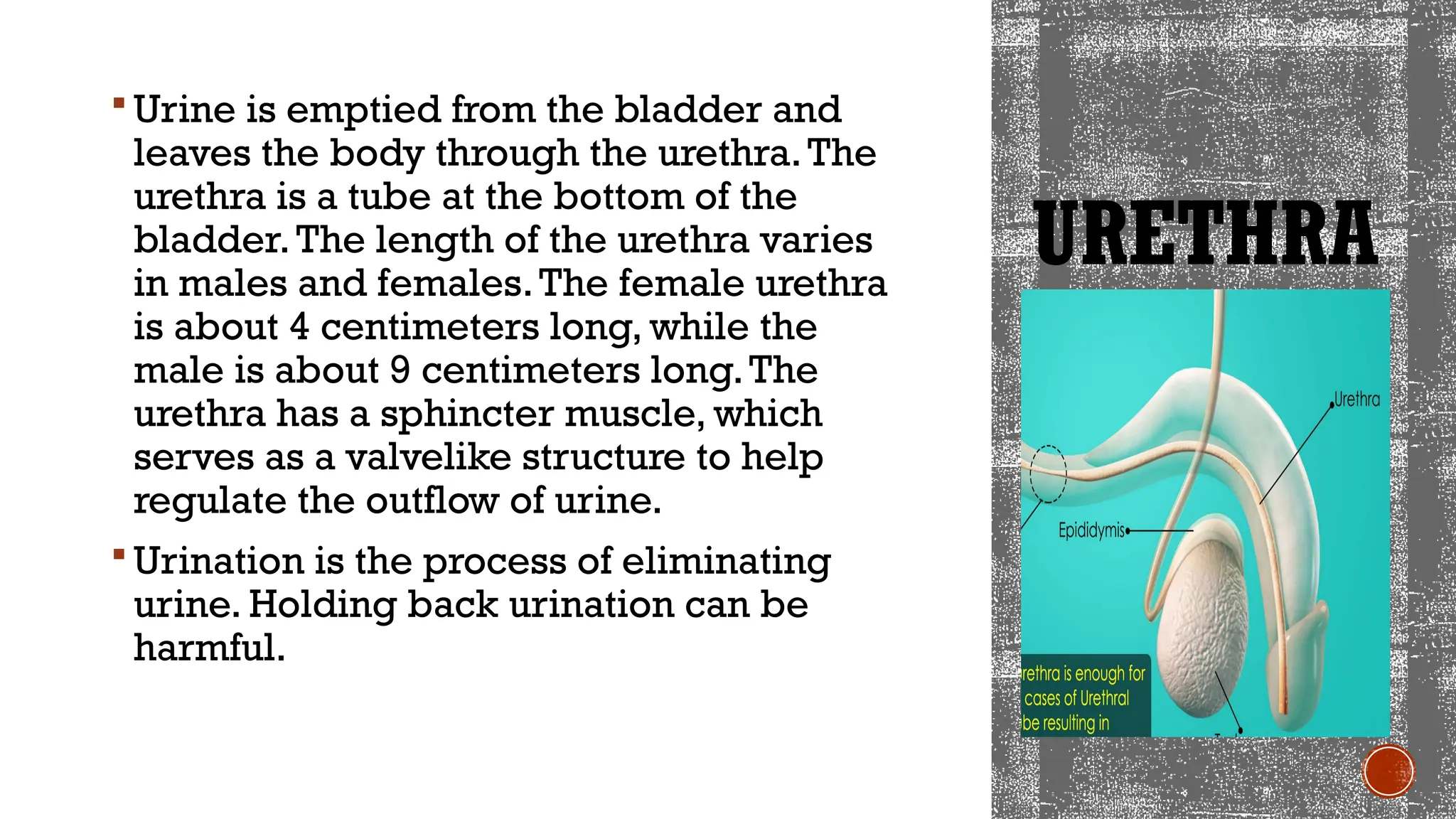 Q2-WEEK21-Urinary system lesson presentation.pptx