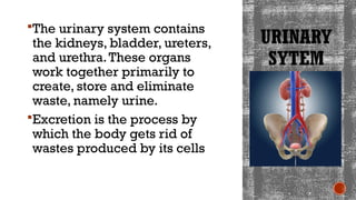 Q2-WEEK21-Urinary system lesson presentation.pptx