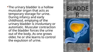 Q2-WEEK21-Urinary system lesson presentation.pptx