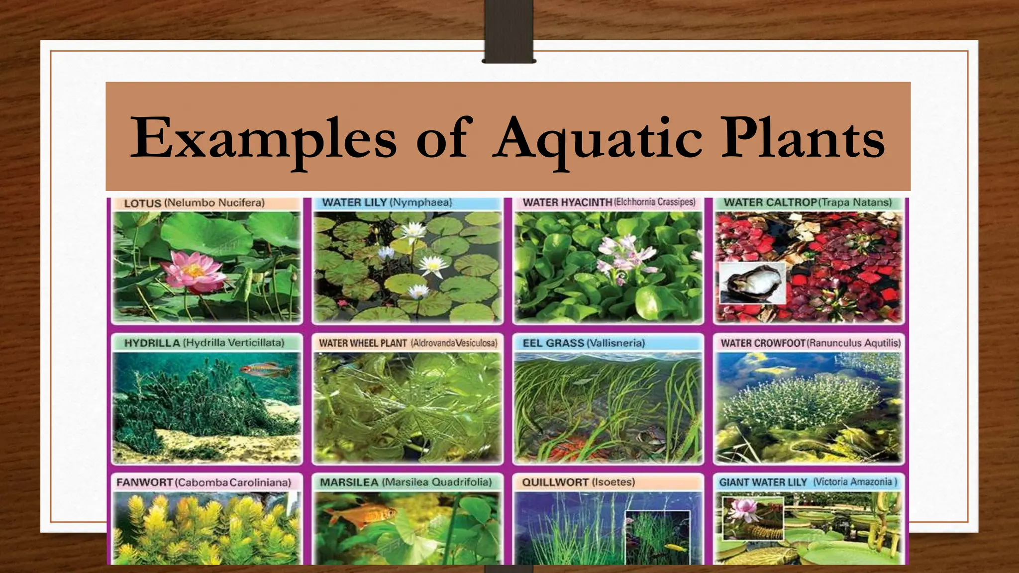 Q2-Week3- Aquatic and Terrestrial Plants.pptx