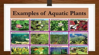 Q2-Week3- Aquatic and Terrestrial Plants.pptx | Gardening | Home & Garden