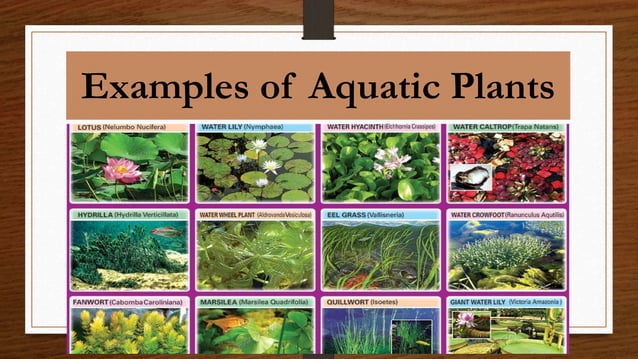 Q2-Week3- Aquatic and Terrestrial Plants.pptx | Gardening | Home & Garden