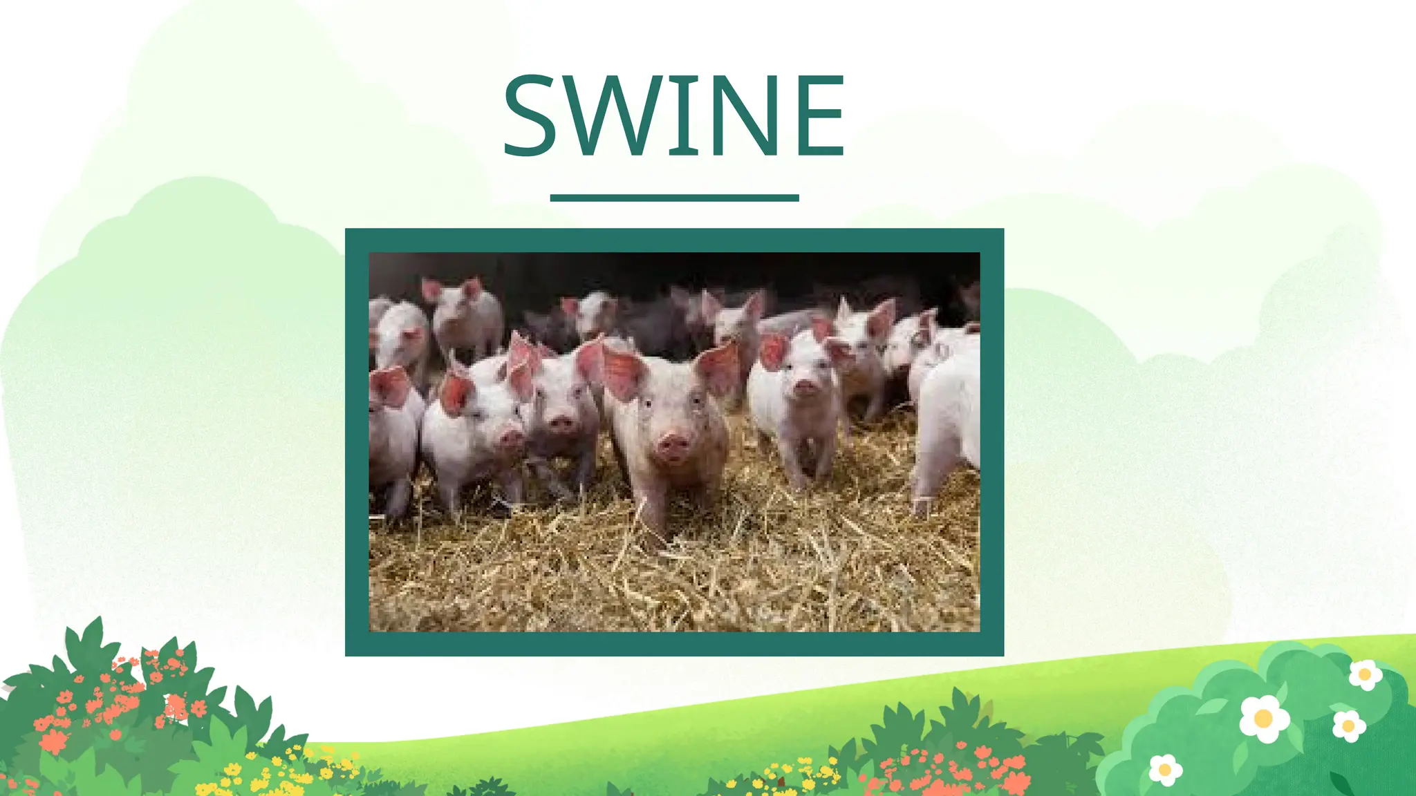 Q2-Week 4-Breed of Farm Animals (Part1).pptx