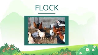 Q2-Week 4-Breed of Farm Animals (Part1).pptx
