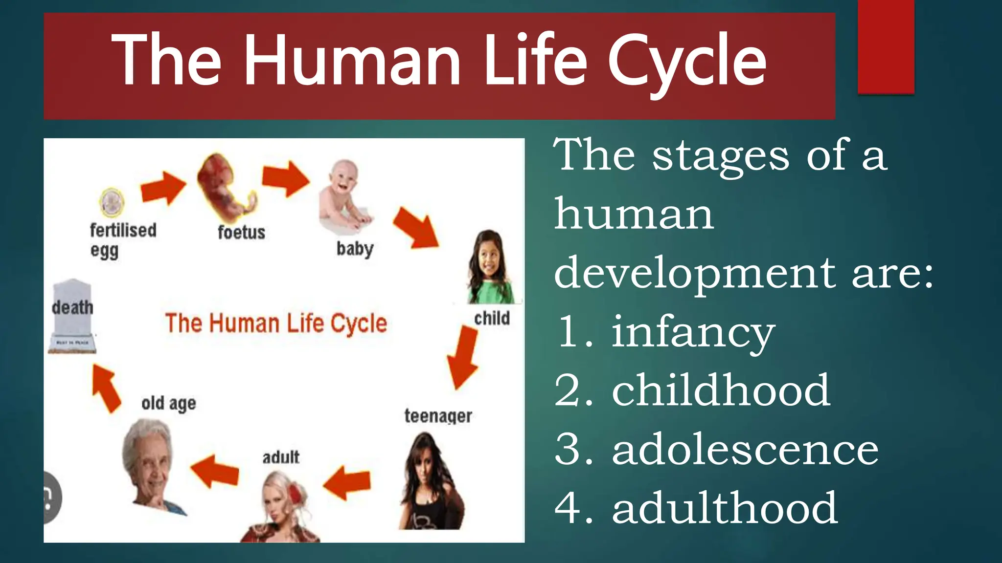 Q2-Week4- Life Cycle of Organisms.pptx