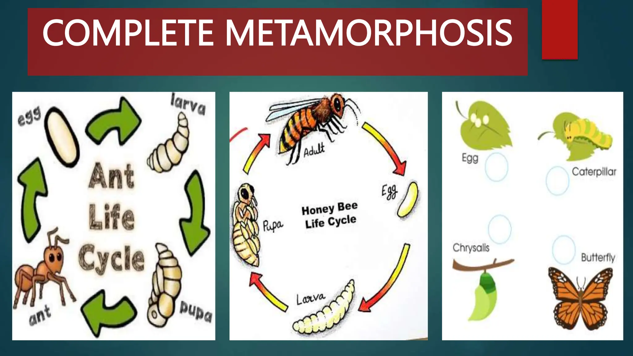 Q2-Week4- Life Cycle of Organisms.pptx
