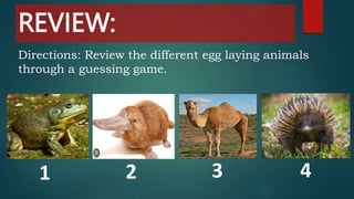 Q2-Week4- Life Cycle of Organisms.pptx