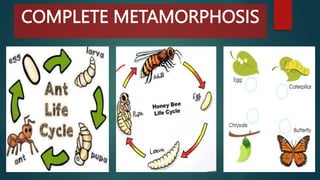 Q2-Week4- Life Cycle of Organisms.pptx