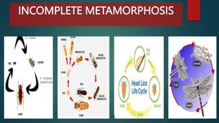 Q2-Week4- Life Cycle of Organisms.pptx