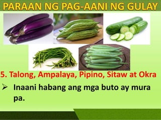 Q2 EPP Kahalagahan sa Pag aani ng Halaman.pptx