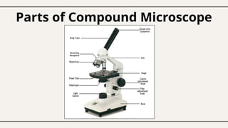 Q2L1 - Compound Microscope - Parts and Functions.pptx