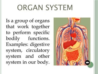 Q2L2 - Levels Of Biological Organization In An Organism.pptx