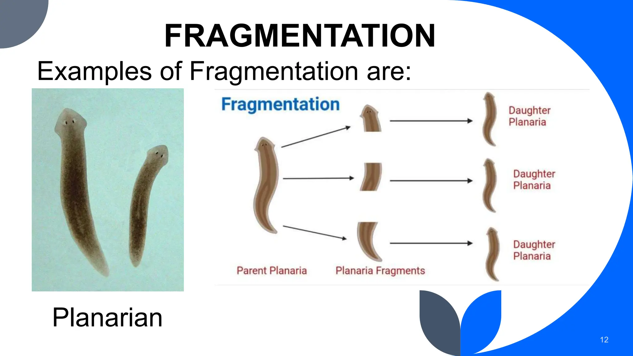 Q2 LESSON 6 Types of Asexual Reproduction.pptx
