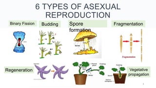 Q2 LESSON 6 Types of Asexual Reproduction.pptx