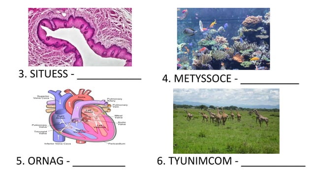 Q2_living things and their environment.pptx | Photography | Arts and Crafts