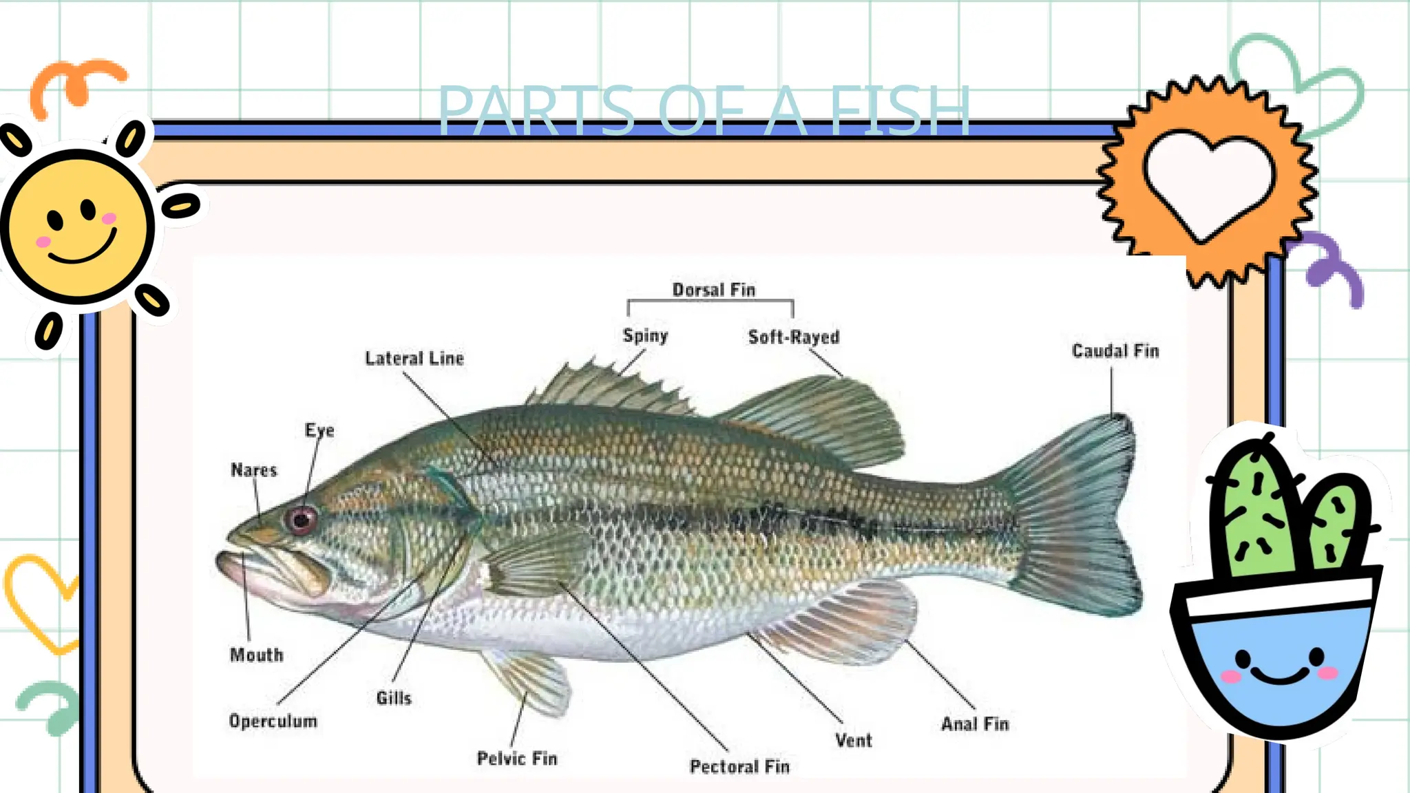 Q2M3 Parts of a Fish, Composition and Market Forms.pptx