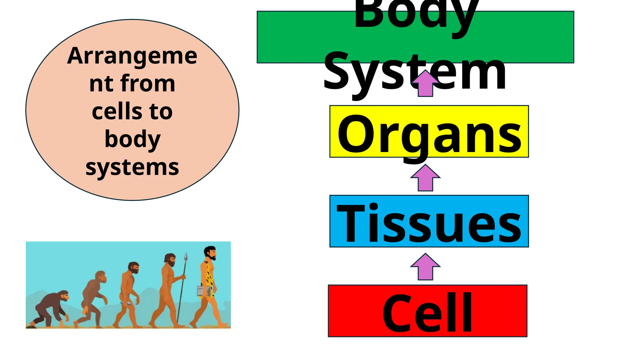 Quarter two Science 5 Digestive System.pptx