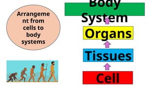 Quarter two Science 5 Digestive System.pptx