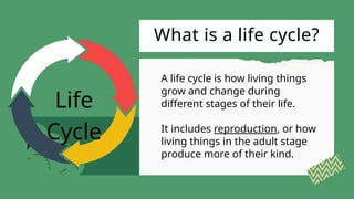 The life cycle of human and animals presentation | PPTX