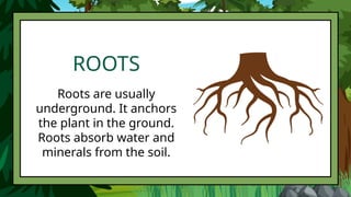 Q2 Science Parts of A Plant (This is a lesson about the different parts ...