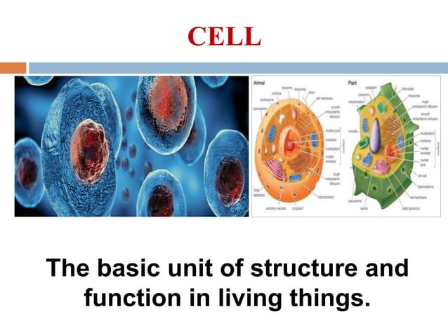 Q2 week 3--levels-of-organization | PPT