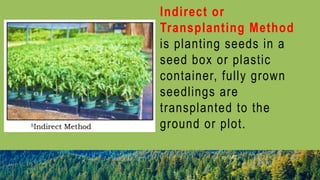 Q2 Week 1&2-Fruit and Non-Fruit Trees.pptx
