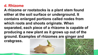 Q2_WEEK5_ASEXUAL REPRODUCTION OF PLANTS.pptx