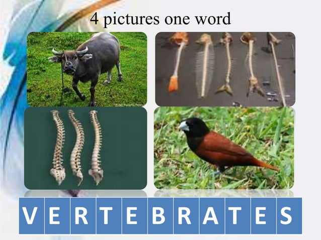 Q2Wk5 Science 6 vertebrates animal day 1.pptx