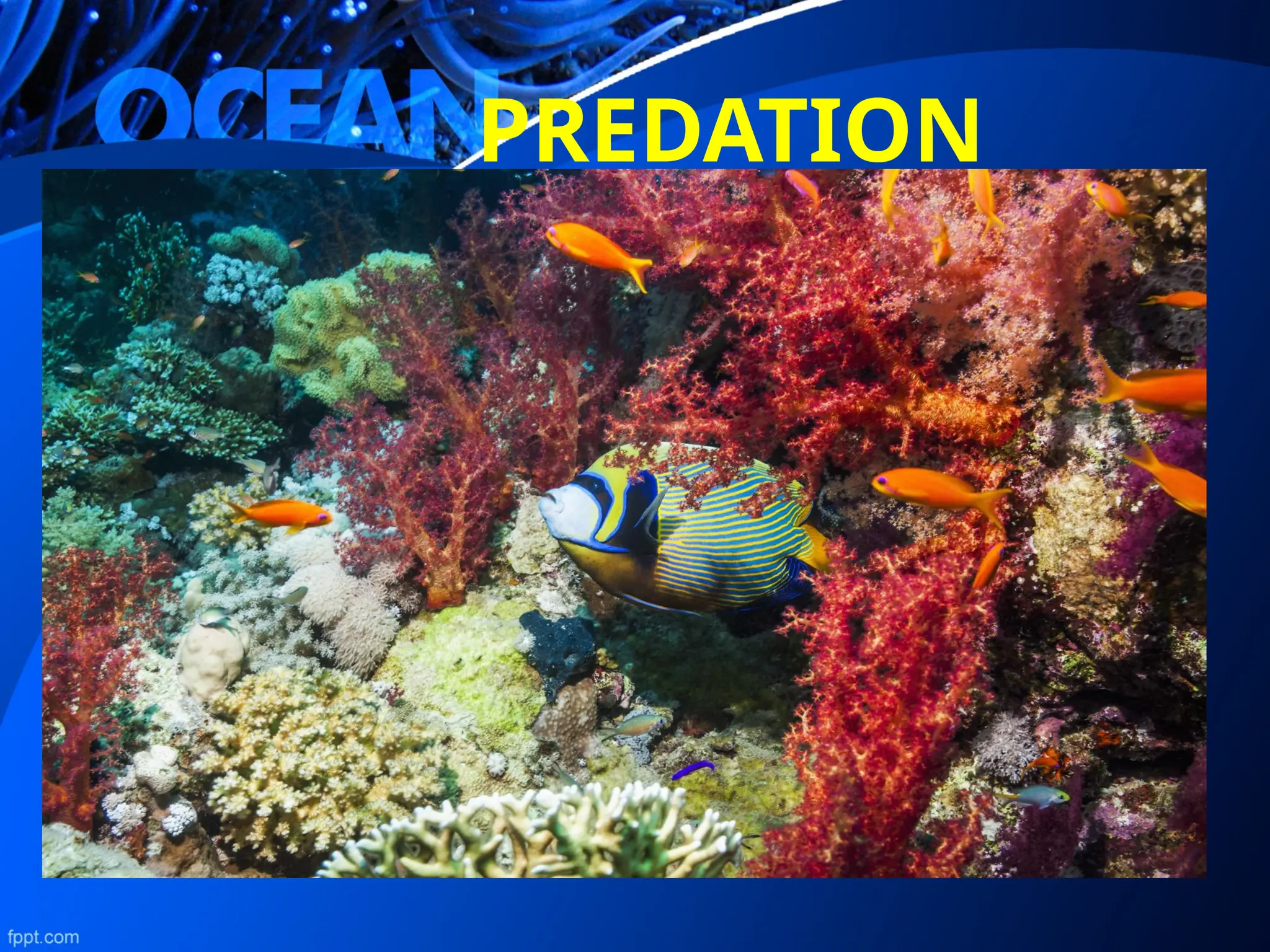science 6 Q2 WK9 taking care of our CORAL REEFS.pptx