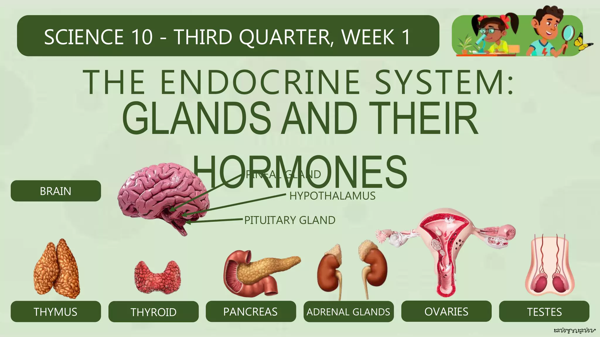 Q3-1.-The-Endocrine-System-Glands-and-Their-Hormones.pptx