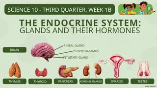 Science 10 Q3- The Endocrine System.pptx