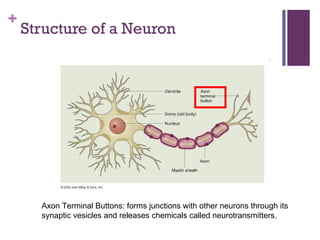 Q3 L01 - why study the brain and the nervous system | PPT