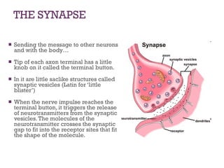 Q3 L01 - why study the brain and the nervous system | PPT