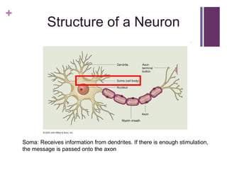 Q3 L01 - why study the brain and the nervous system | PPT