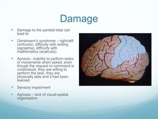 Q3 L04 Parietal | PPT | Free Download