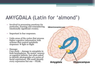 Q3L05 - Limbic System | PPT