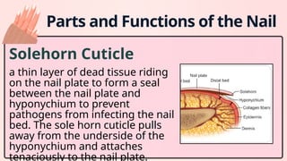 Q3 TLE 8 - Week 1 (1).pptx for grade 8 skin nail care | PPTX