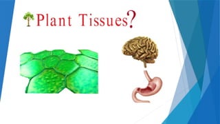 Q3W1 BIOLOGY 2 - Types of Plant Tissues and Their Identification.pptx