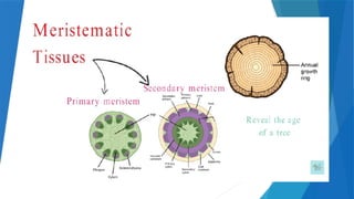 Q3W1 BIOLOGY 2 - Types of Plant Tissues and Their Identification.pptx