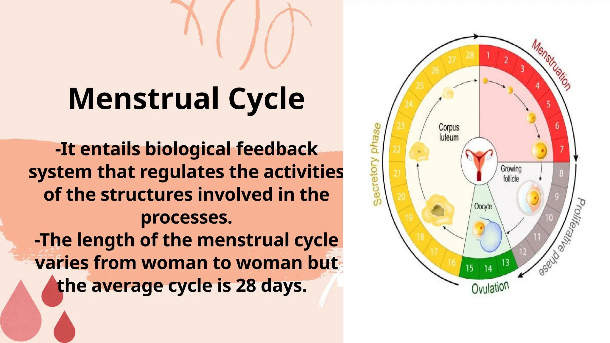 Science 10 Quarter 3_Week2_Menstrual Cycle.pptx