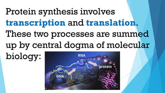 Q3 W3 Ppt 4.1 Protein Synthesis-1.pdf | Chemistry | Science