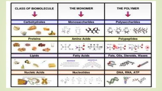 GRADE 10 SCIENCE BIOMOLECULES PRESENTS IN FOOD | PPT