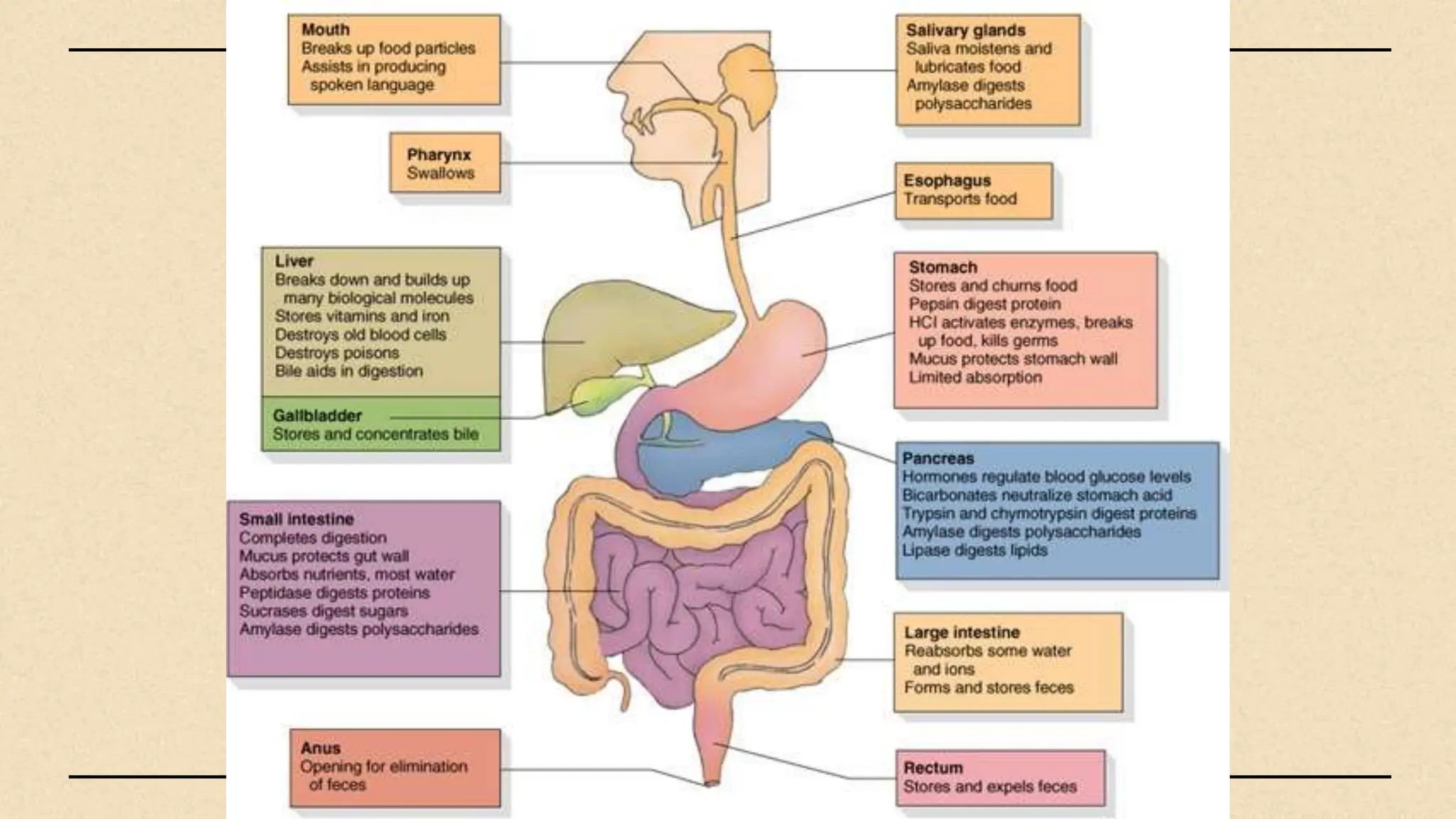 Quarter 4_Grade 8_Digestive System Structure and Functions | PPTX