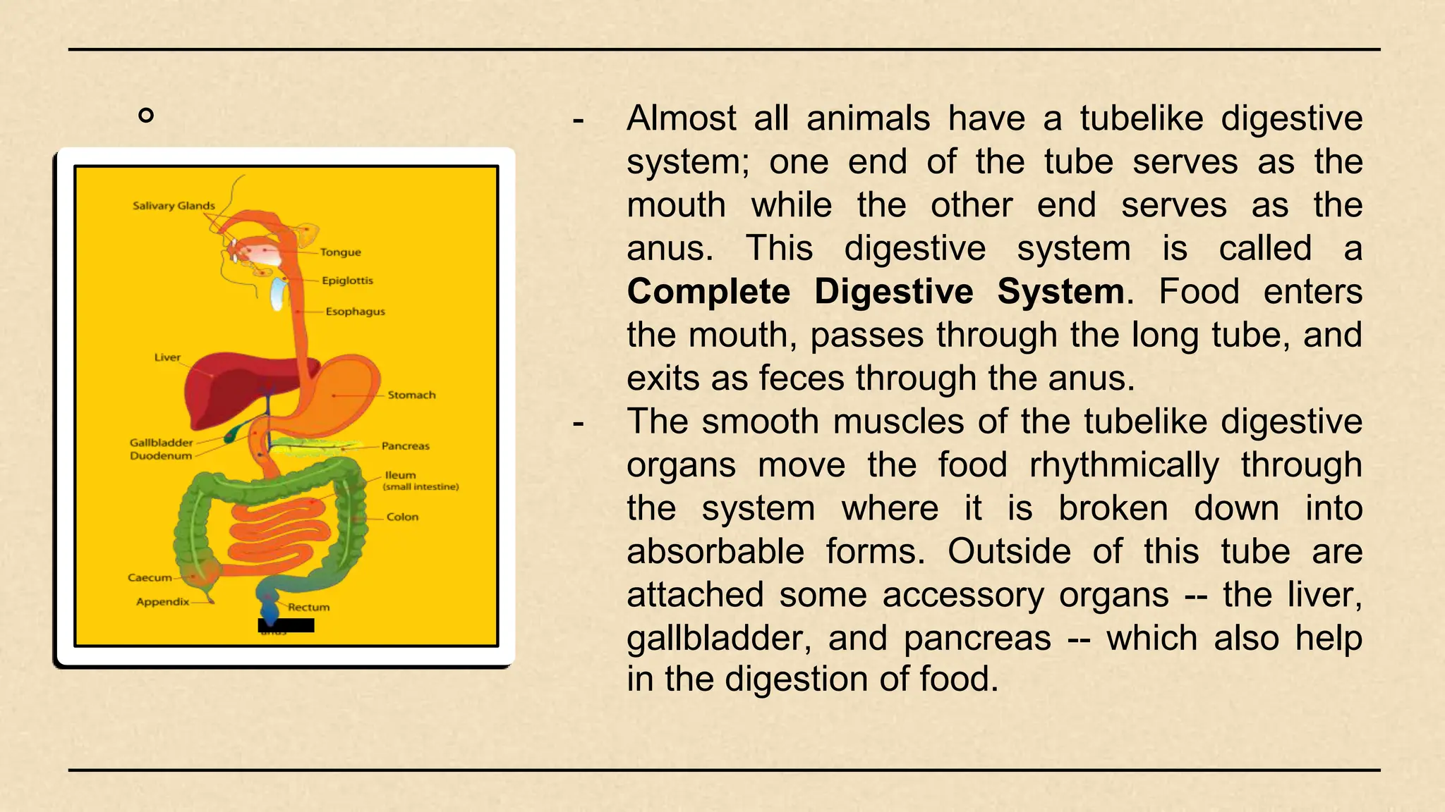 Quarter 4_Grade 8_Digestive System Structure and Functions | PPTX