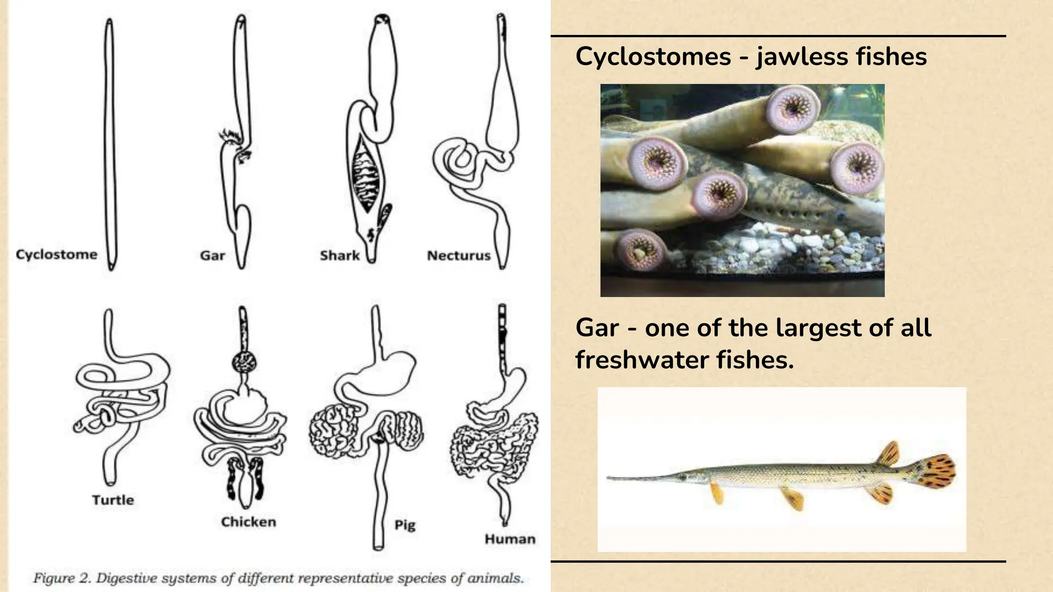Quarter 4_Grade 8_Digestive System Structure and Functions | PPTX