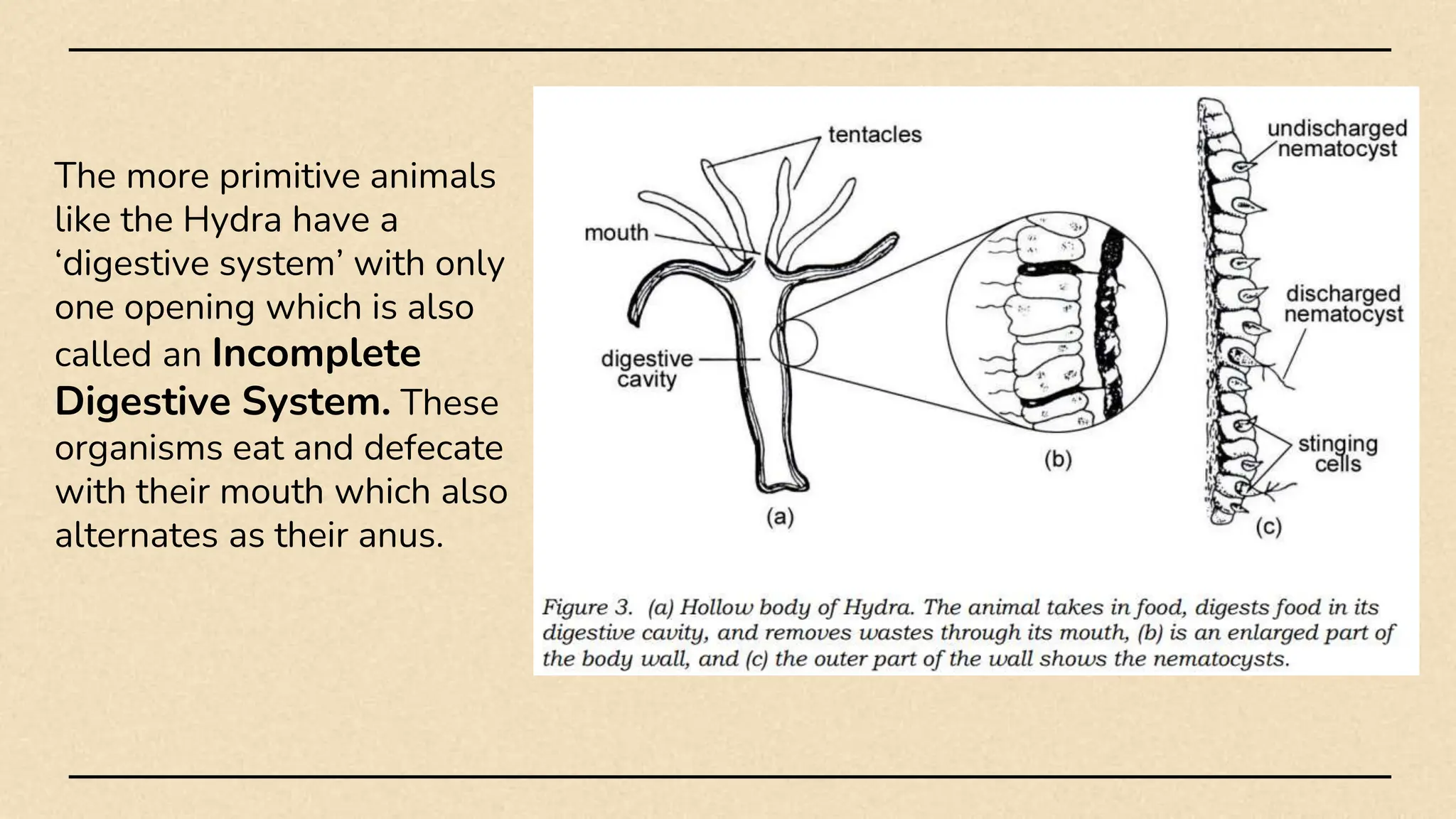 Quarter 4_Grade 8_Digestive System Structure and Functions | PPTX