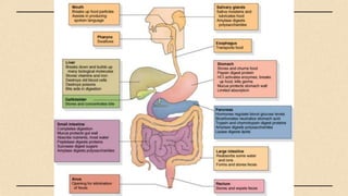 Quarter 4_Grade 8_Digestive System Structure and Functions | PPTX